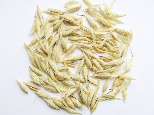 Oat Hull – Never heard of it | LaBudde Group